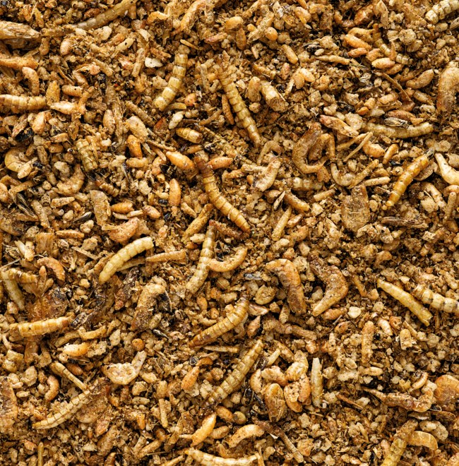 Insect Patee Premium – Softbills