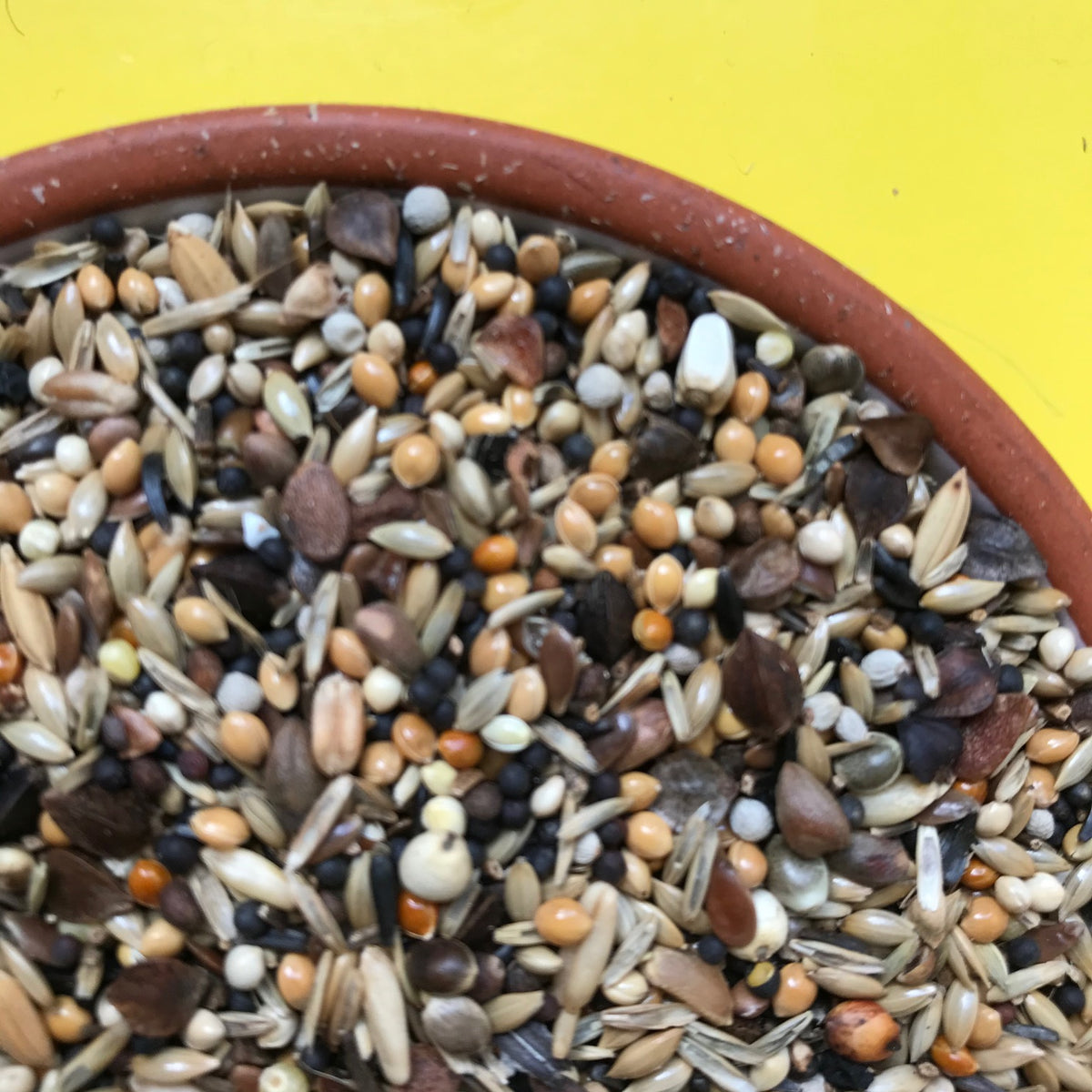 Cardinal Seed – Softbills