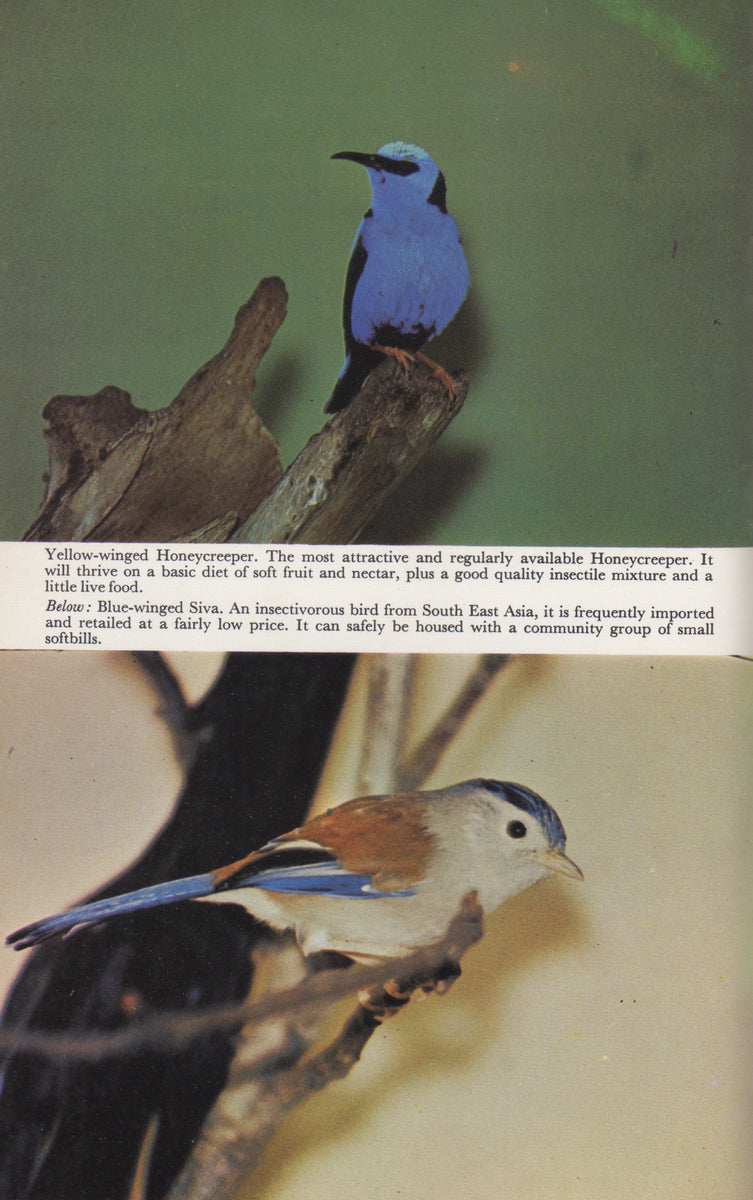 Softbilled Birds – Softbills