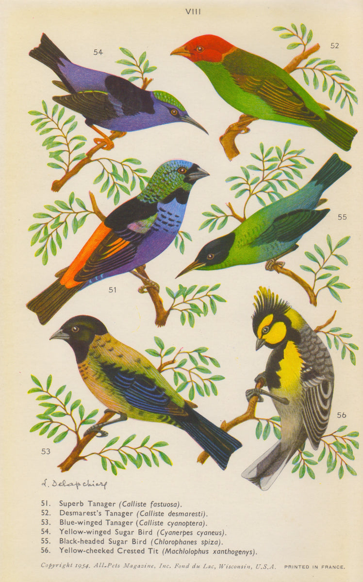 Soft-Billed Birds – Softbills